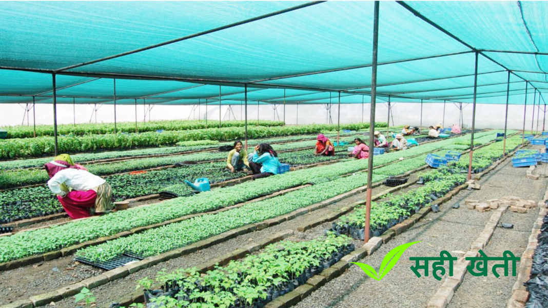 जानिए कैसे करें अनार की खेती | Pomegranate Farming - Sahi Kheti